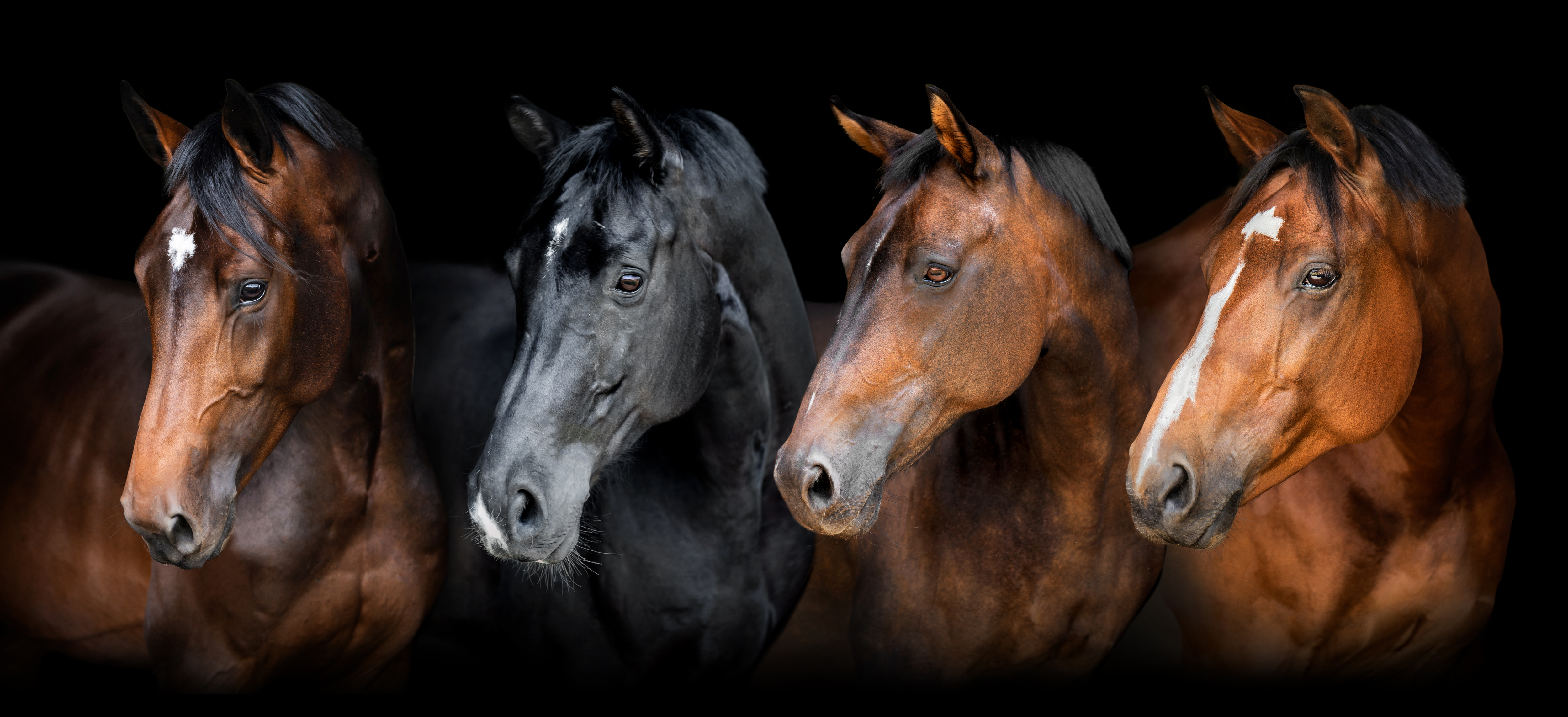 New Arrivals: Our Latest Horse Care Products (And How to Use Them ...